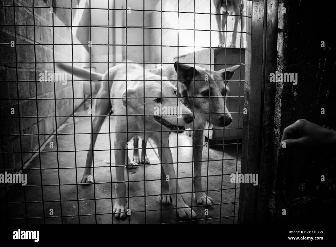 Dog in enclosed kennel, abandoned animals, abuse Stock Photo - Alamy