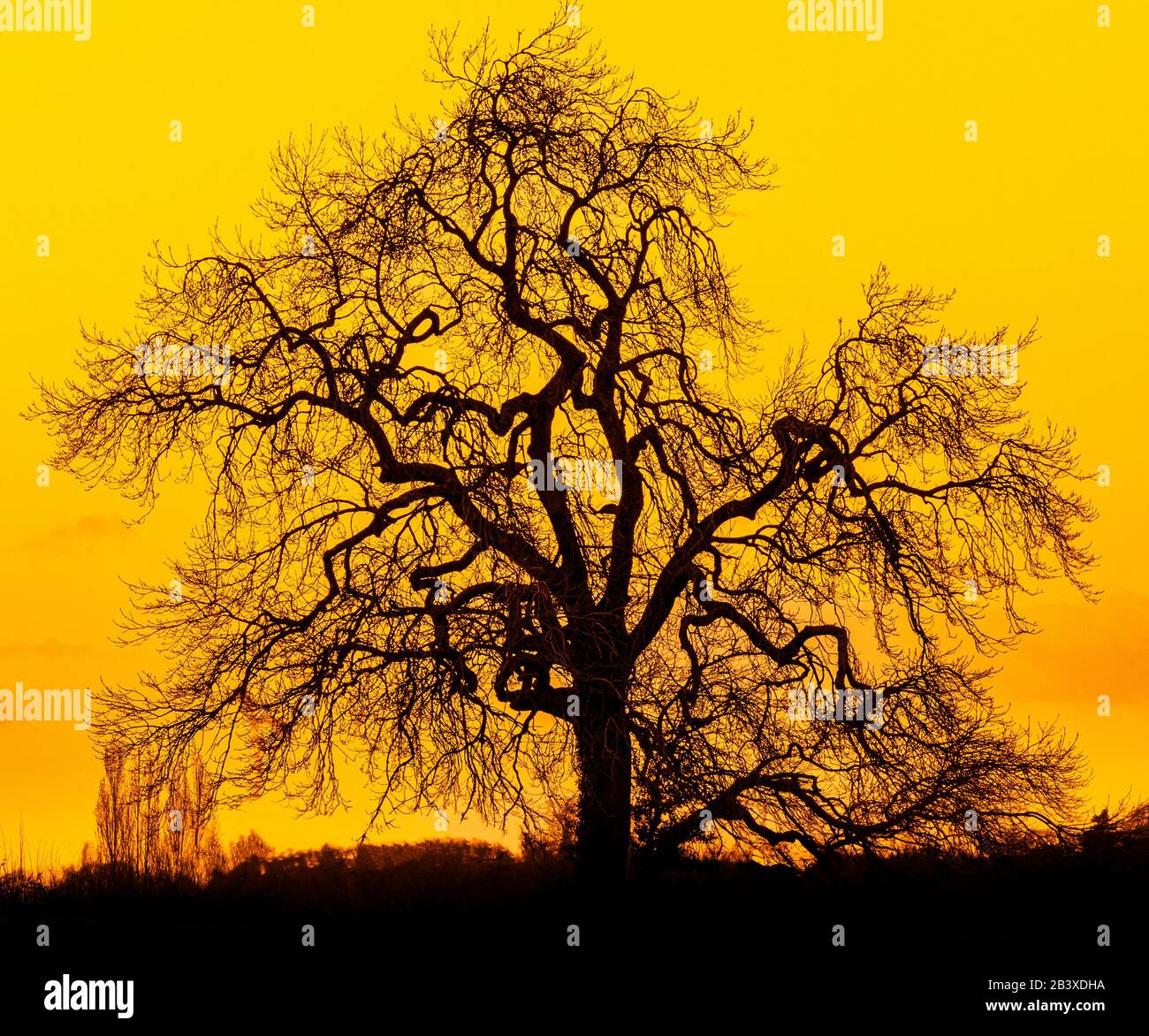 Sagging Tree High Resolution Stock Photography and Images - Alamy