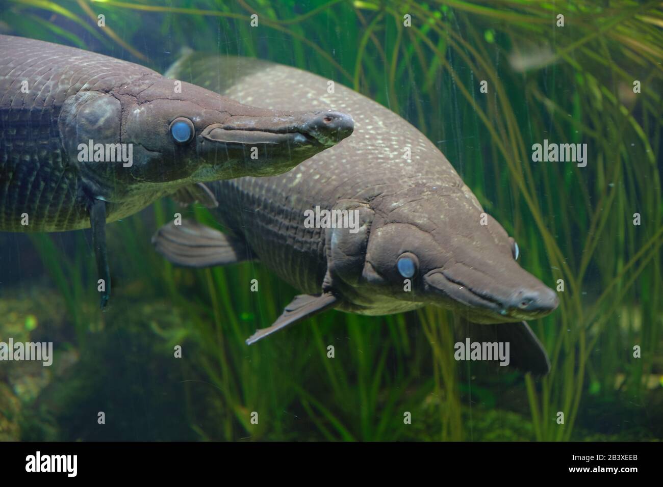 Oculatus hi-res stock photography and images - Alamy