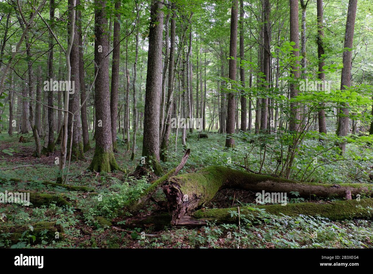 Dead ash tree hi-res stock photography and images - Alamy