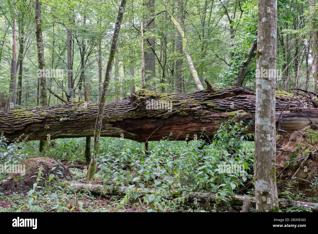 Summertime deciduous primeval tree stand with old broken oak tree in ...