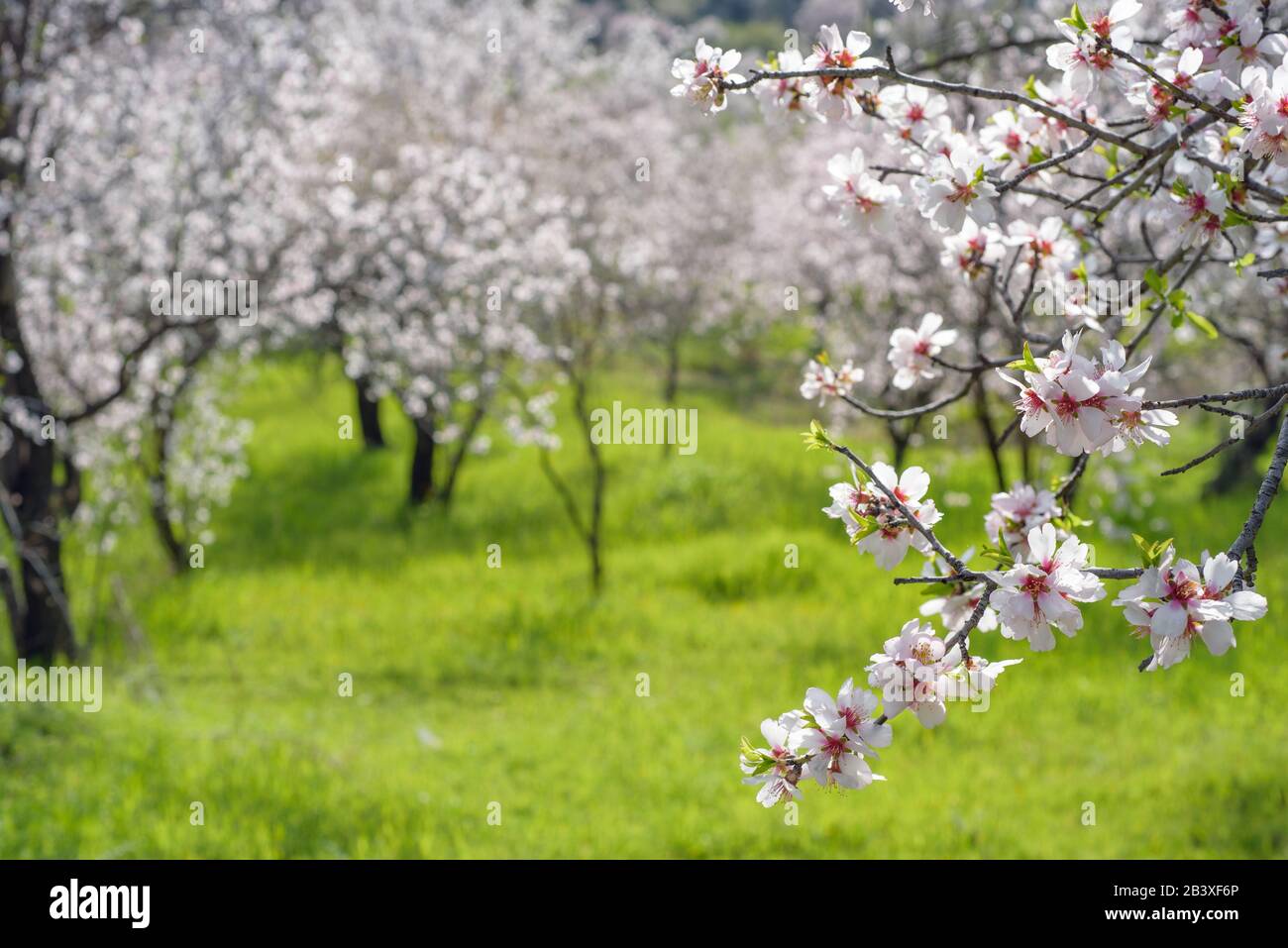 Branch grass hi-res stock photography and images - Alamy
