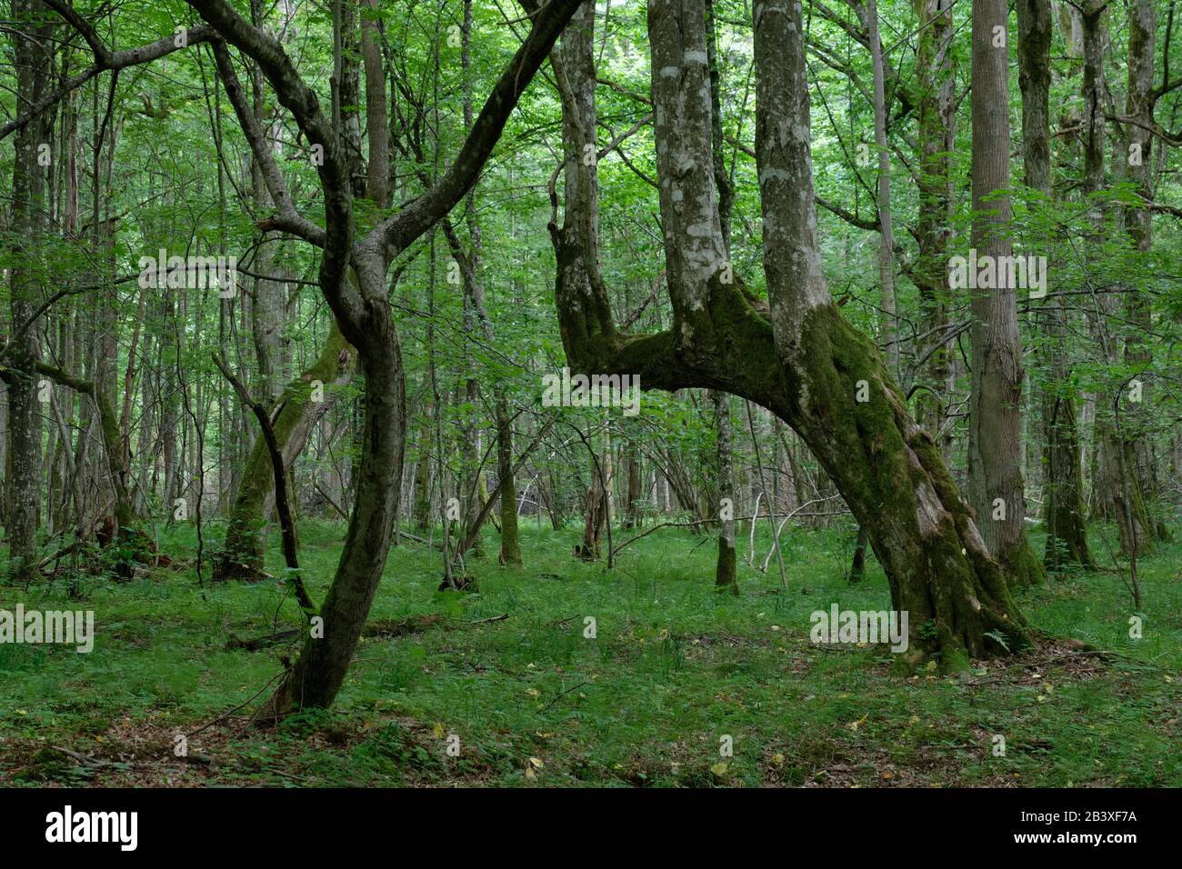 Natural deciduous stand in summer with few bent hornbeam trees ...
