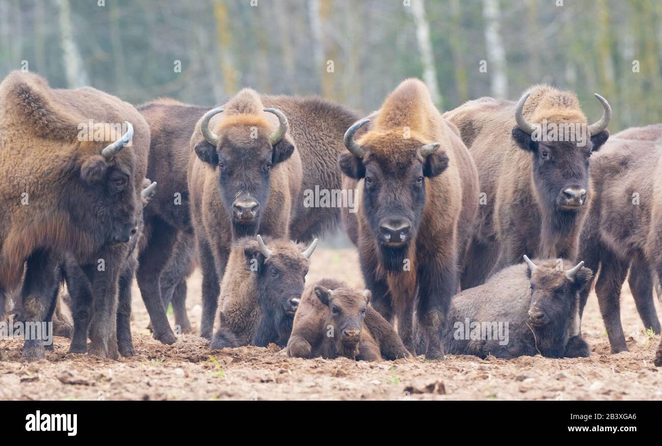 Bull ranging hi-res stock photography and images - Alamy