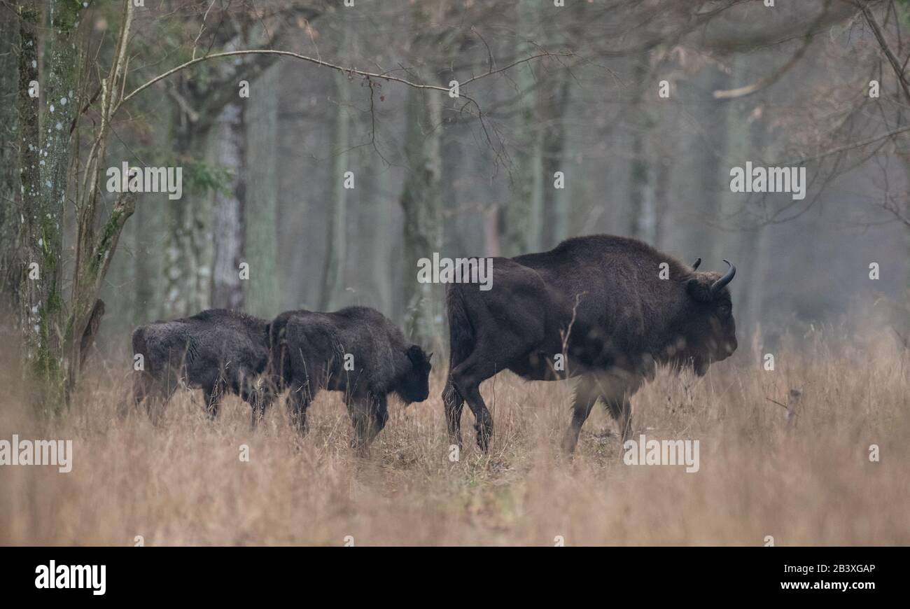 Free ranging european bison female with calves in wintertime forest ...