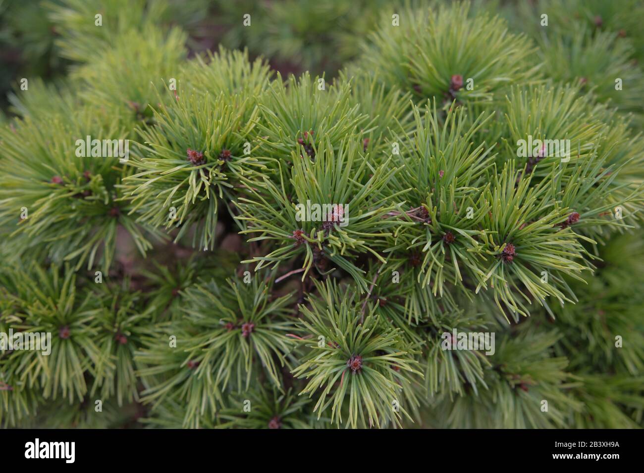 Scots pine leaves pinus sylvestris hi-res stock photography and images ...