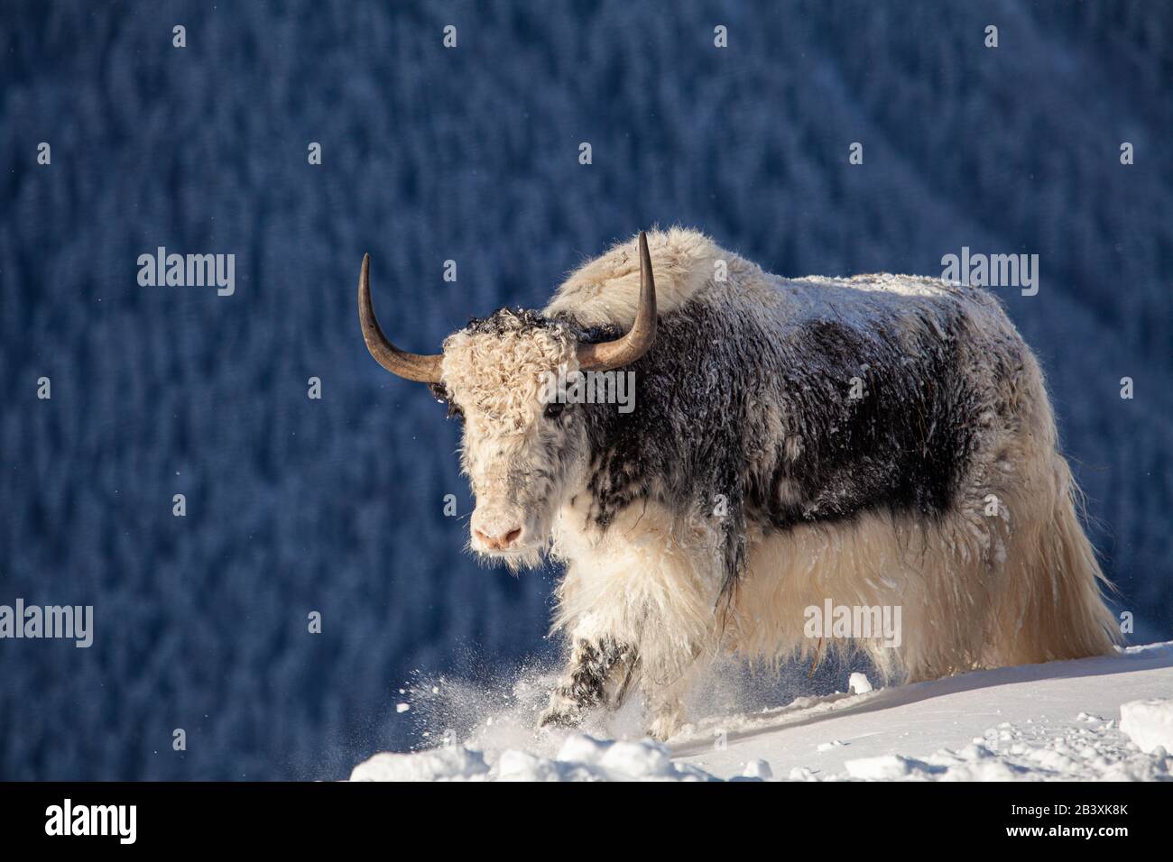 Wild yak in the mountains of Nepal Stock Photo - Alamy
