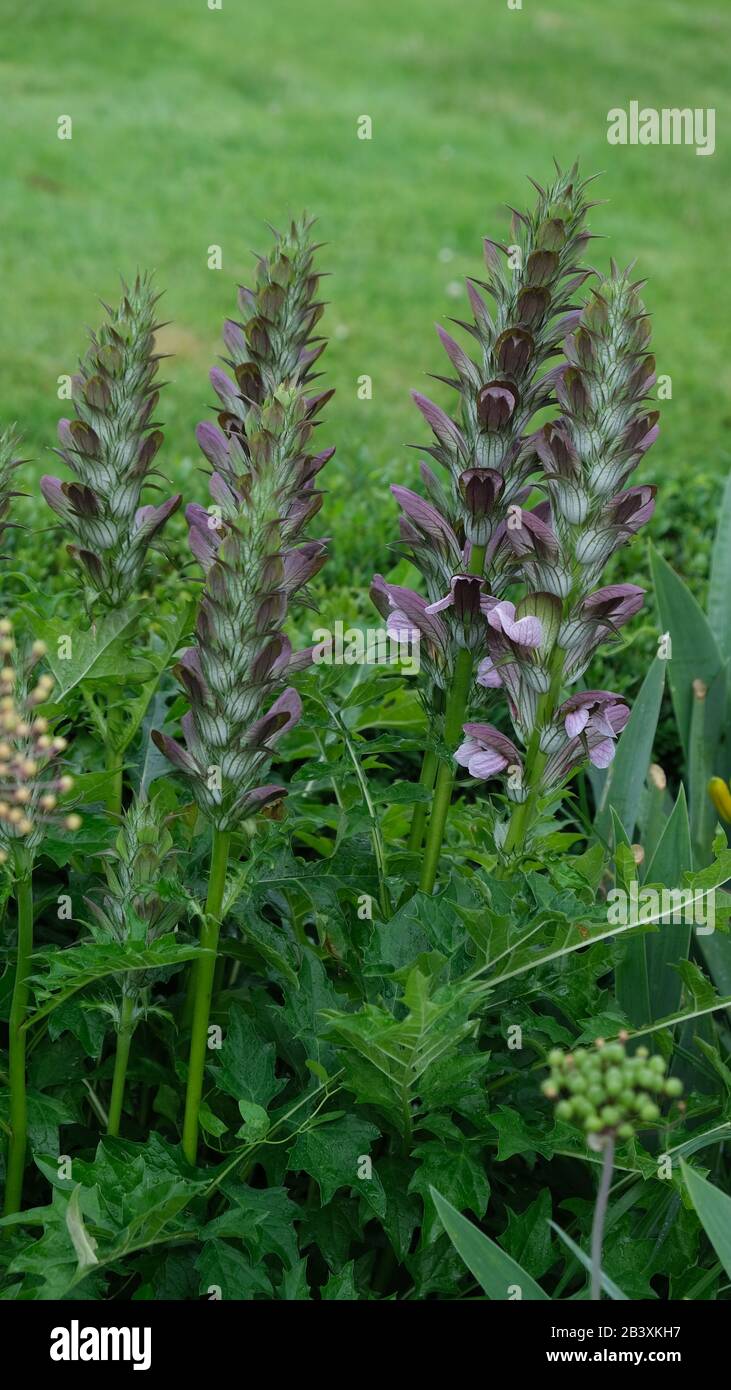 Acanthus spinosus hi-res stock photography and images - Alamy