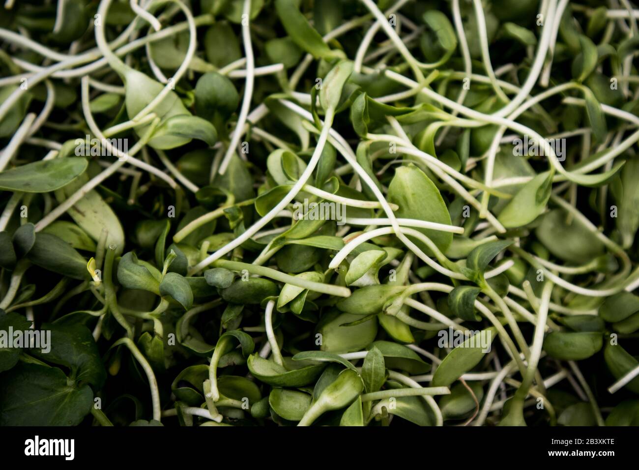 Sprouted green sprouts hi-res stock photography and images - Alamy