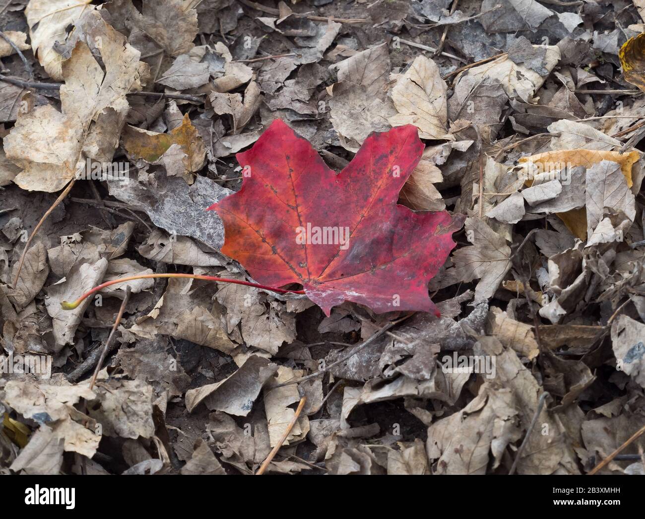 Fallen autumn maple leaves at Lake Laurentian Conservation Area ...