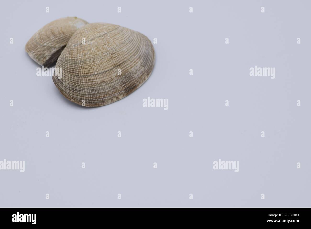Close Up Of Beautifully Textured Seashell Against White Background ...