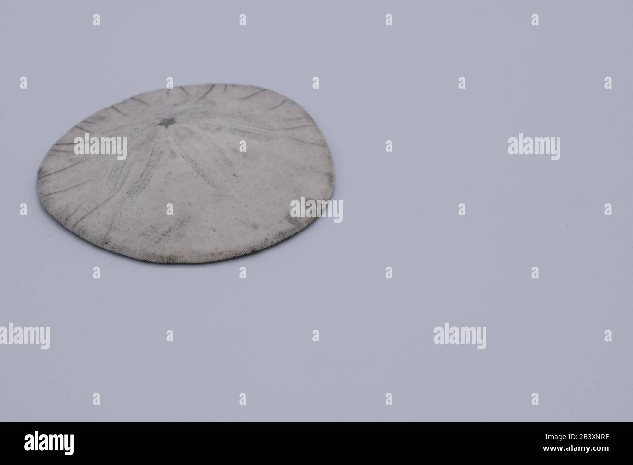 Close Up Of Beautifully Textured Seashell Against White Background ...