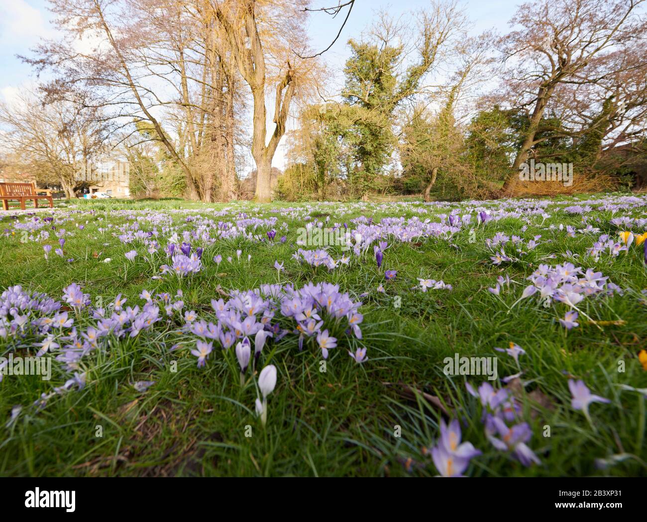 Spring flowering Crocus (Crocus vernus) flowering on a village green ...