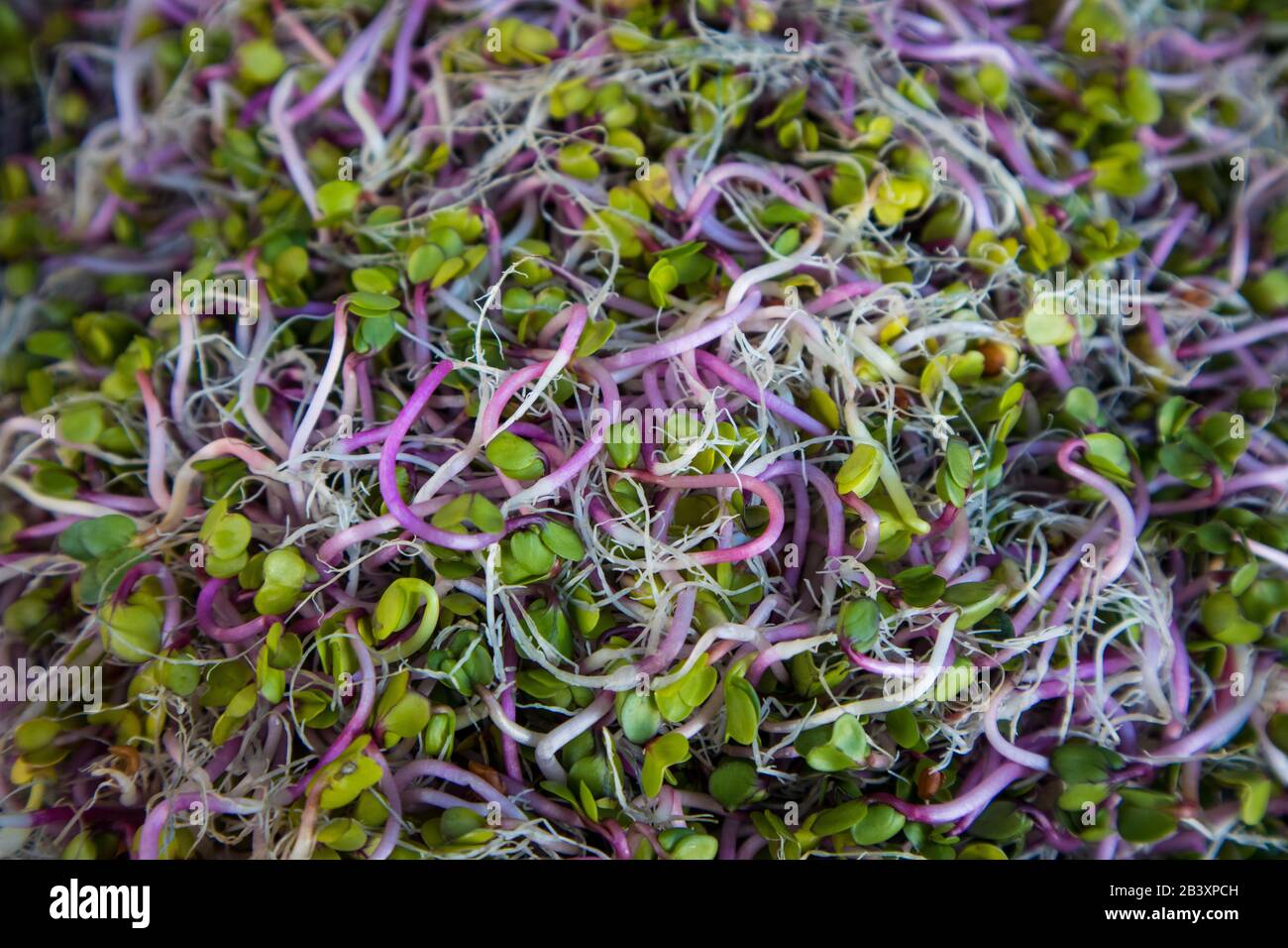 Red radish sprouts hi-res stock photography and images - Alamy