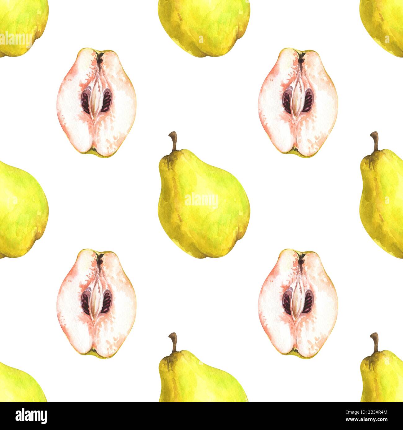 Hand painted pattern with watercolor slices and whole quince Stock ...