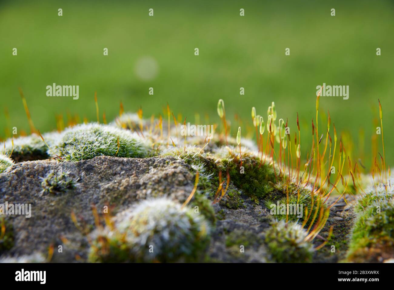 Pincushion moss (Leucobryum glaucum) growing and flowering on an old ...
