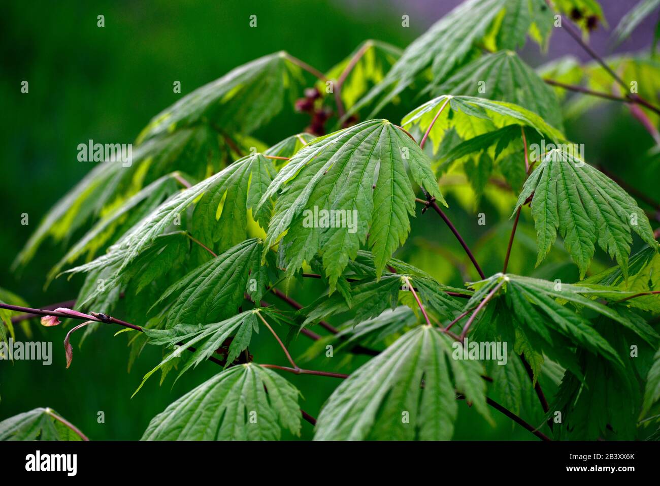 acer japonicum aki-hi,new growth,spring growth,green foliage,leaves ...