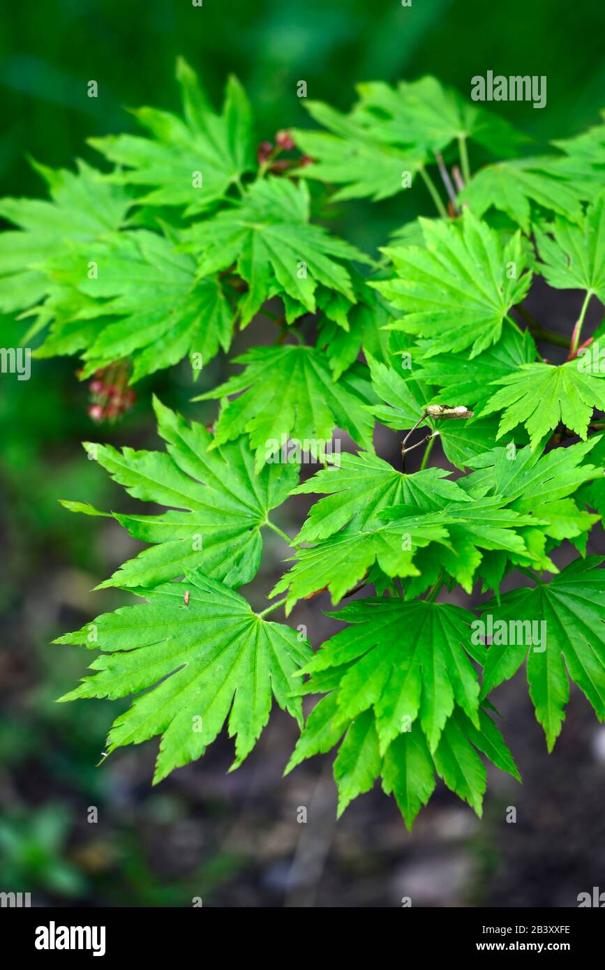 Aki hi japanese maple hi-res stock photography and images - Alamy
