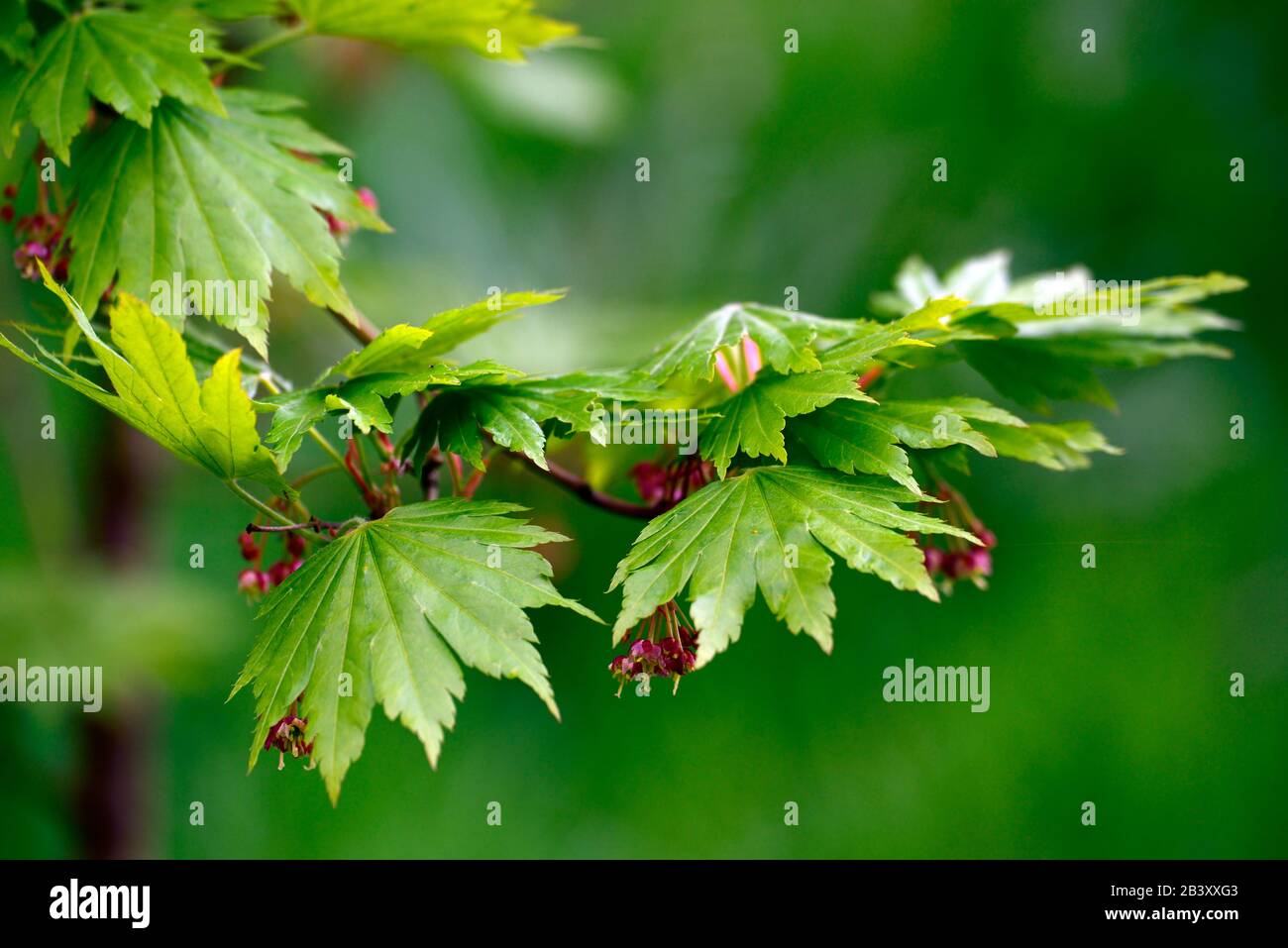 acer japonicum aki-hi,new growth,spring growth,green foliage,leaves ...