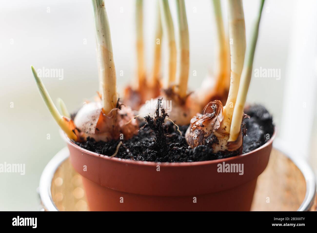 Flower bulbs in pots ready for planting in the flowerbed Stock Photo ...