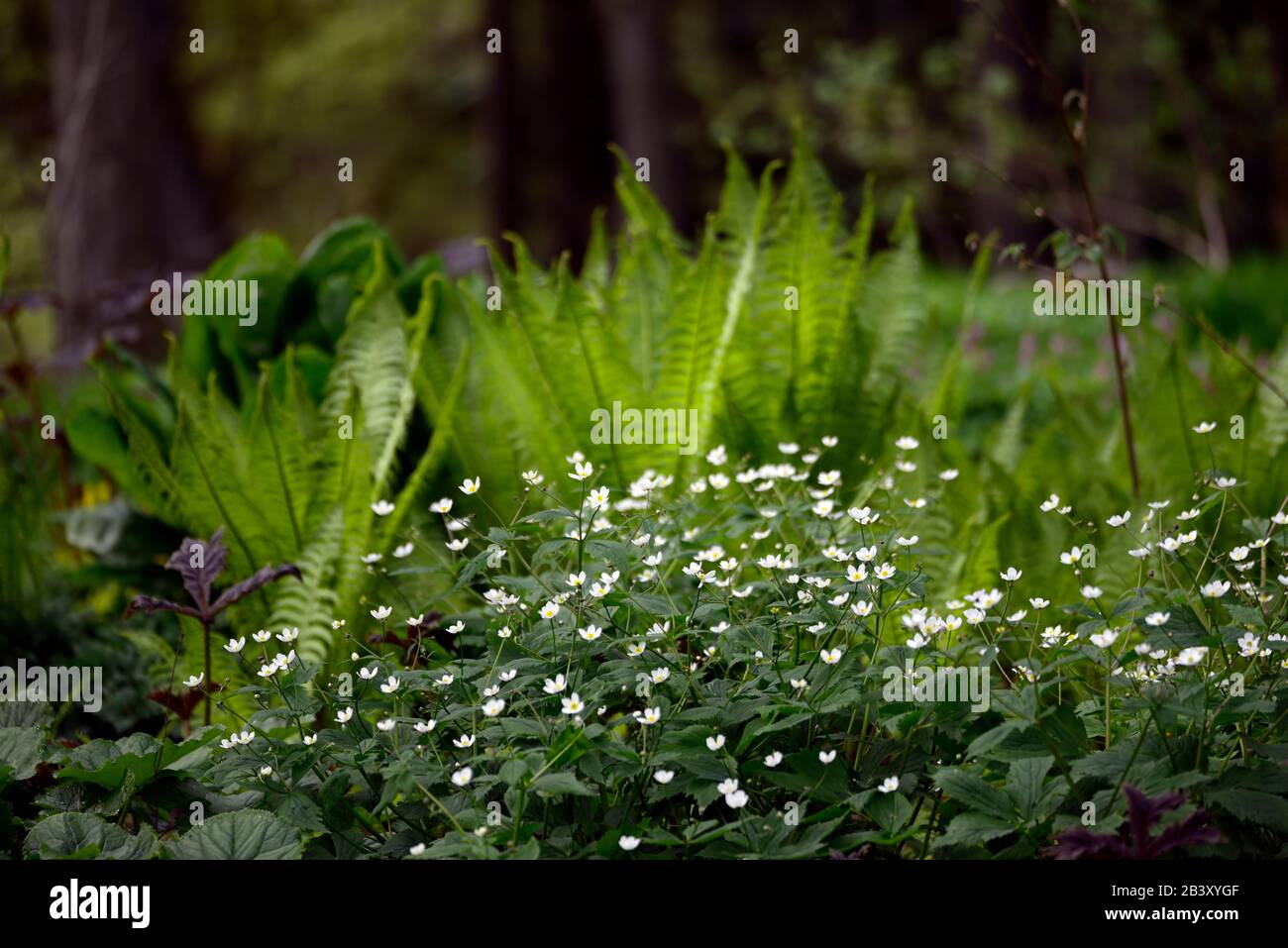 Matteuccia struthiopteris,shuttlecock fern,Anemone canadensis,Canada ...