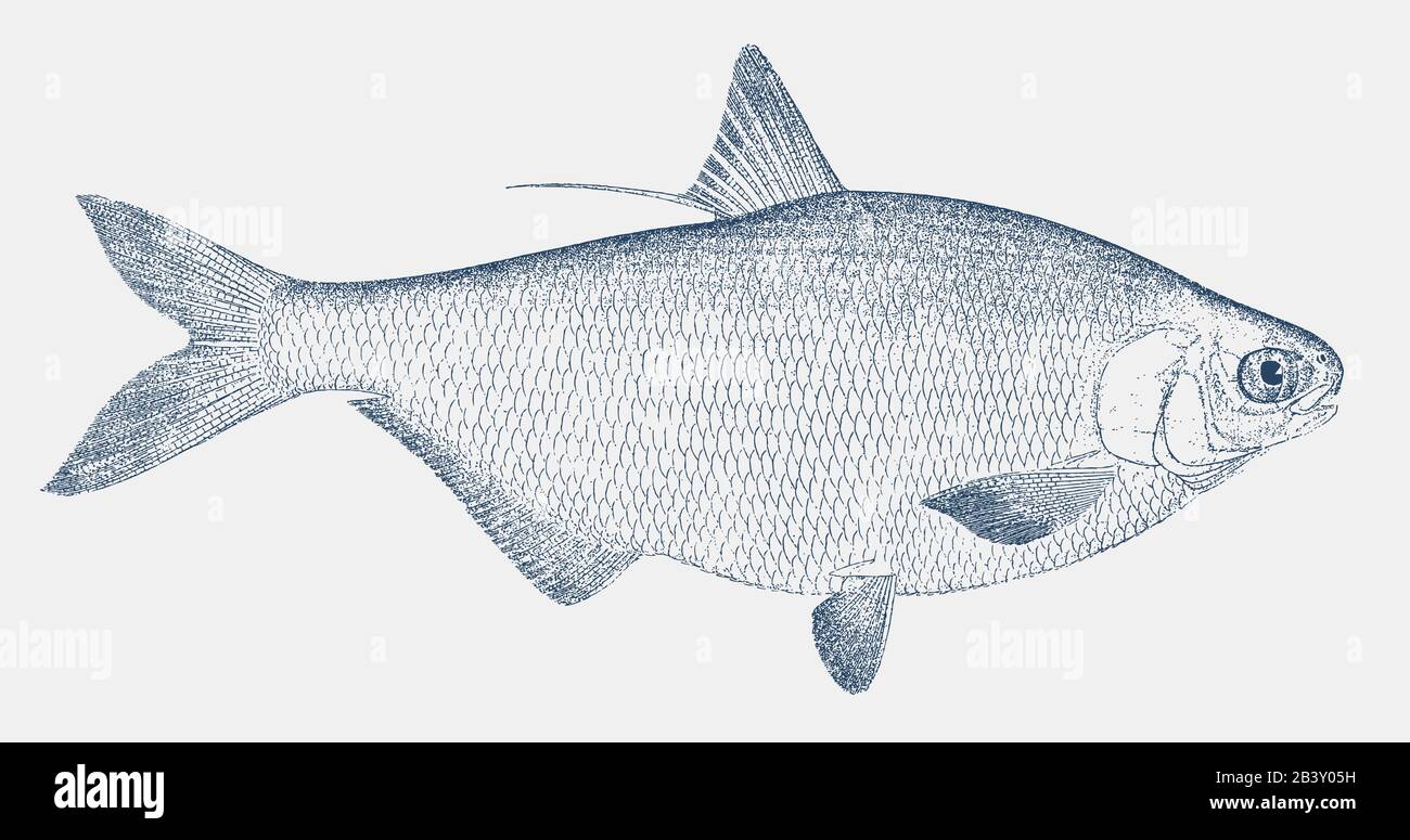Gizzard shad Stock Vector Images - Alamy