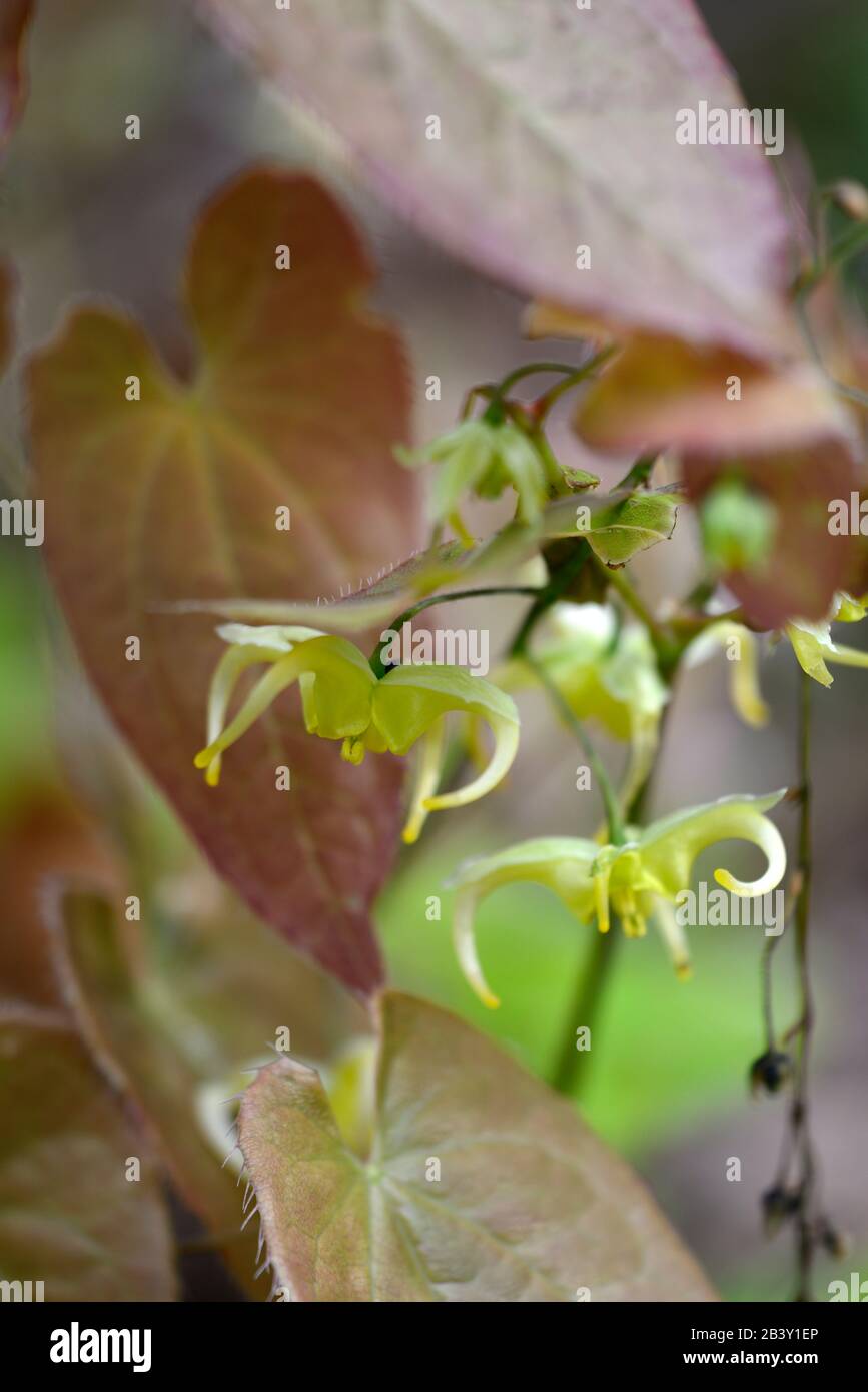 Epimedium franchetii hi-res stock photography and images - Alamy