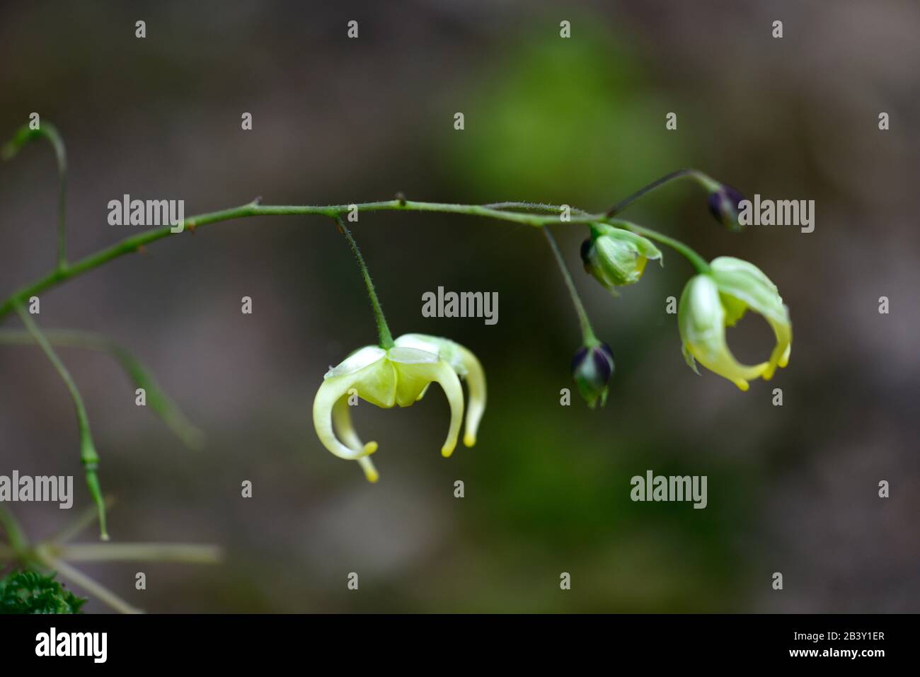 epimedium franchetii,yellow flowers,woodland,perennials,barrenwort ...