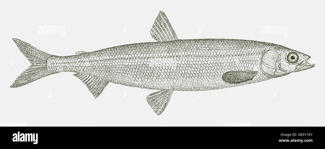 Osmerid Stock Vector Images - Alamy