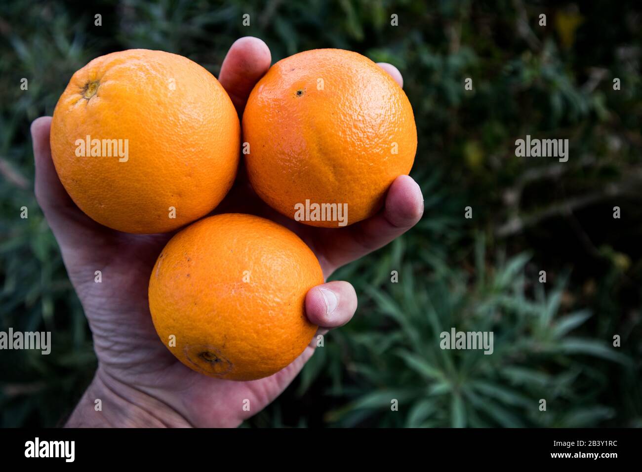 Three Oranges in a Hand Stock Photo - Alamy