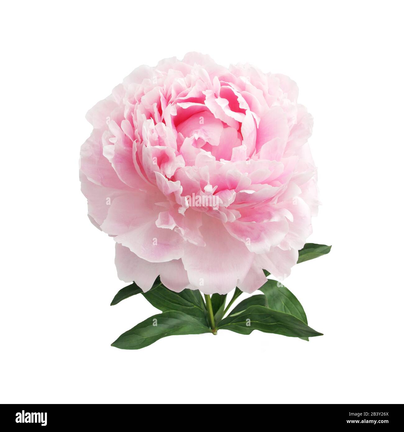 Colorful peonies isolated white in beautiful style. Pink fresh peonies ...