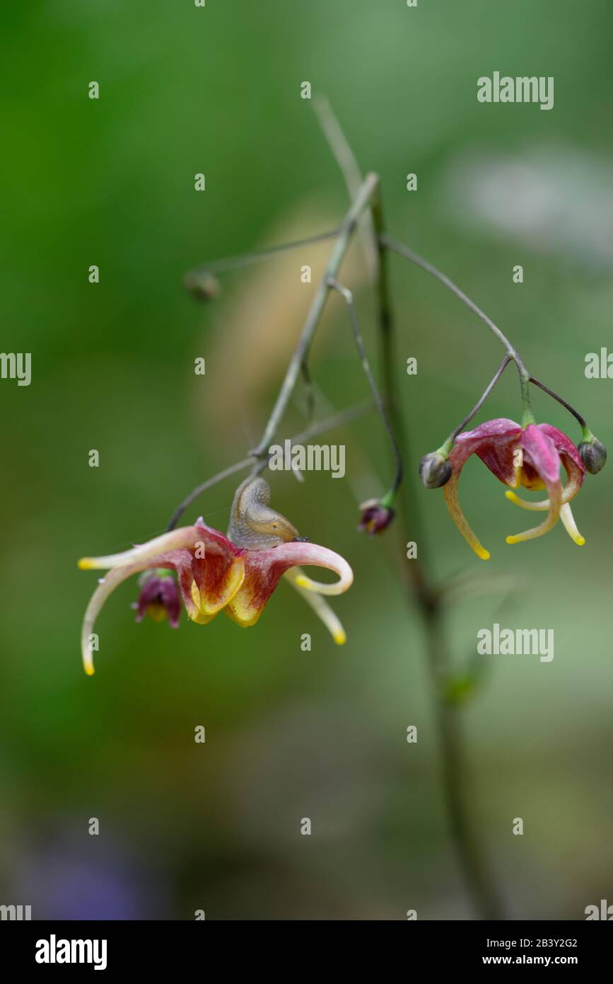 Akane High Resolution Stock Photography and Images - Alamy