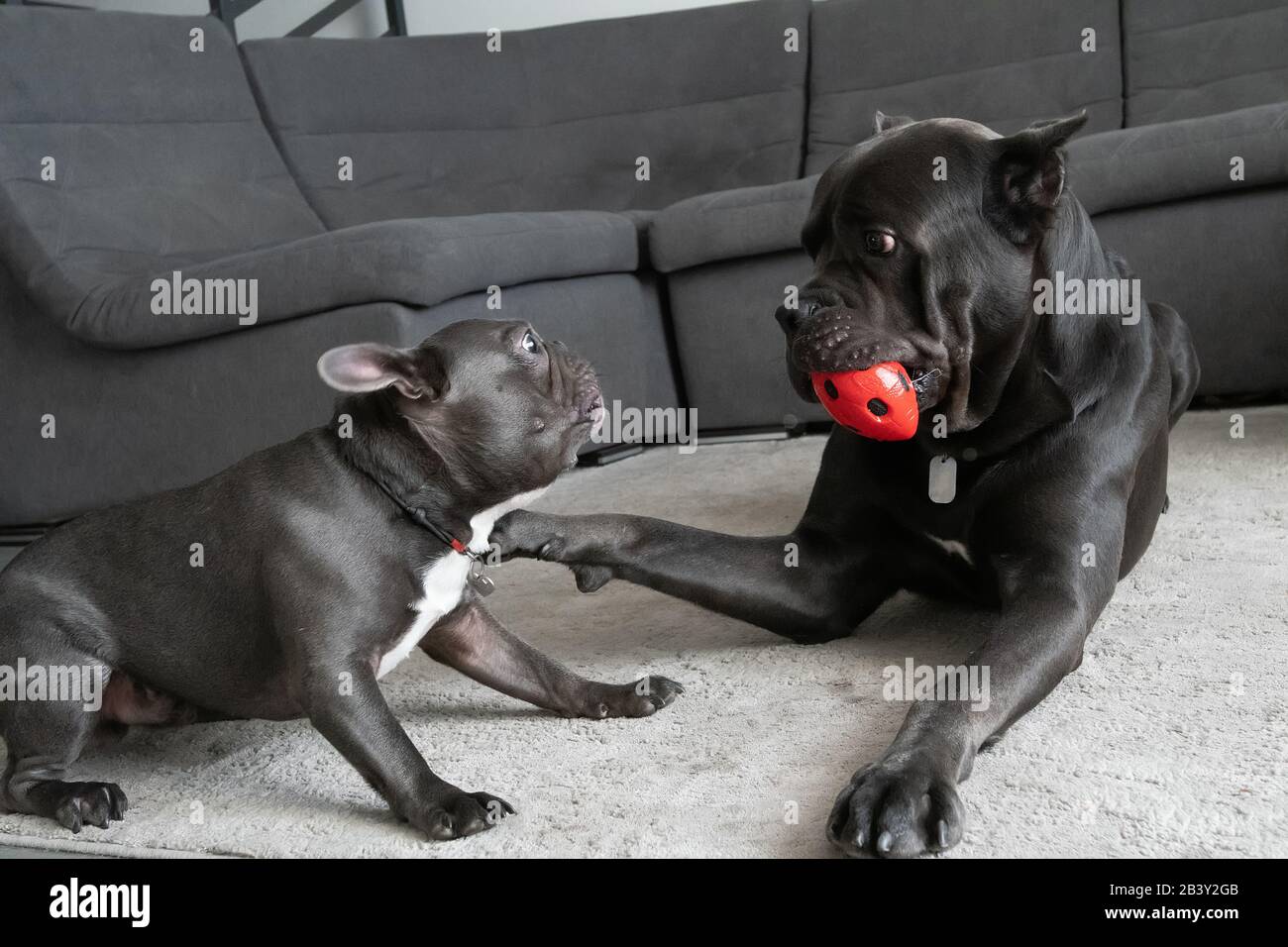 Same color dogs different breeds play with ball in appartment Stock ...