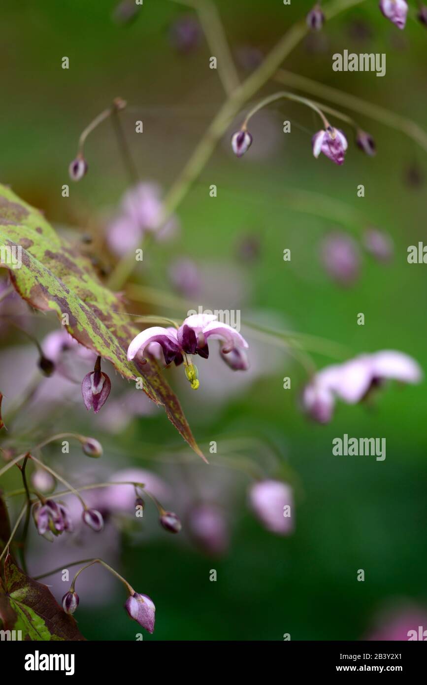 Spring fairy flowers hi-res stock photography and images - Alamy
