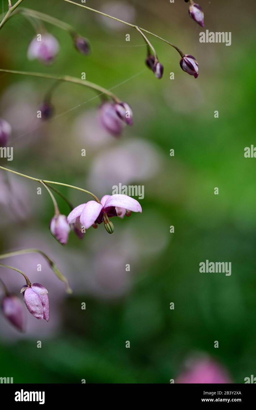 Spring fairy flowers hi-res stock photography and images - Alamy