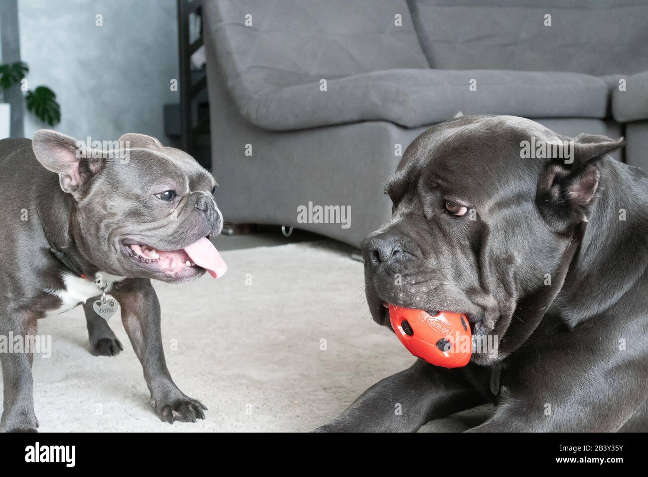 Different breeds dog hi-res stock photography and images - Alamy