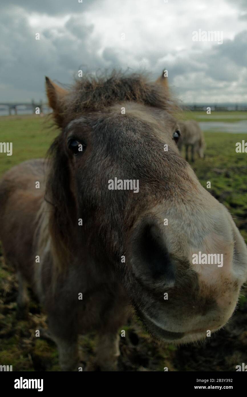 A Friendly Pony Stock Photo - Alamy