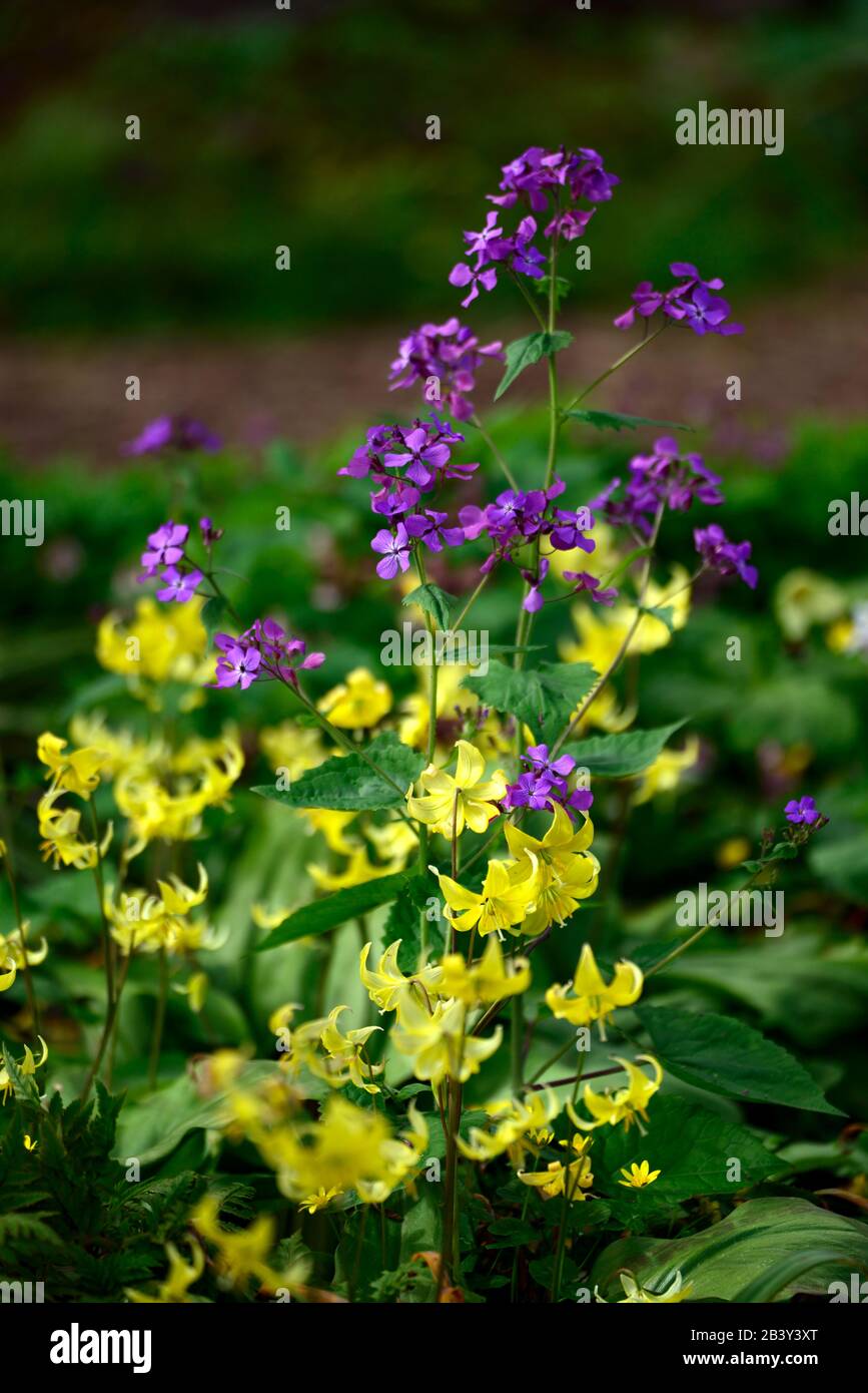 Purple spring flowers hi-res stock photography and images - Alamy