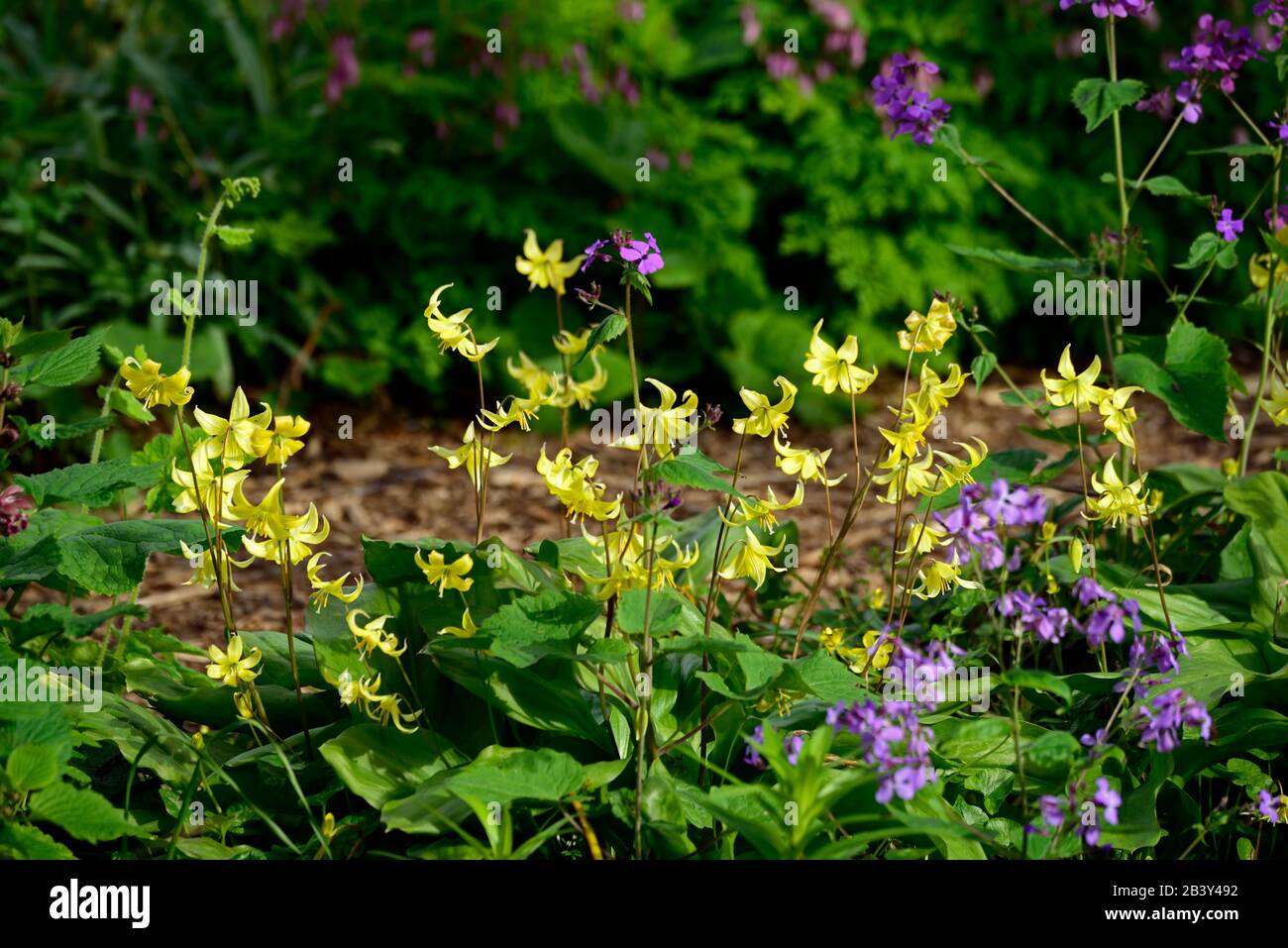 Purple spring flowers hi-res stock photography and images - Alamy