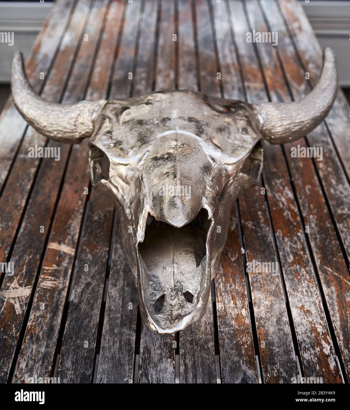 Dead cow skeleton bone bones hi-res stock photography and images - Alamy