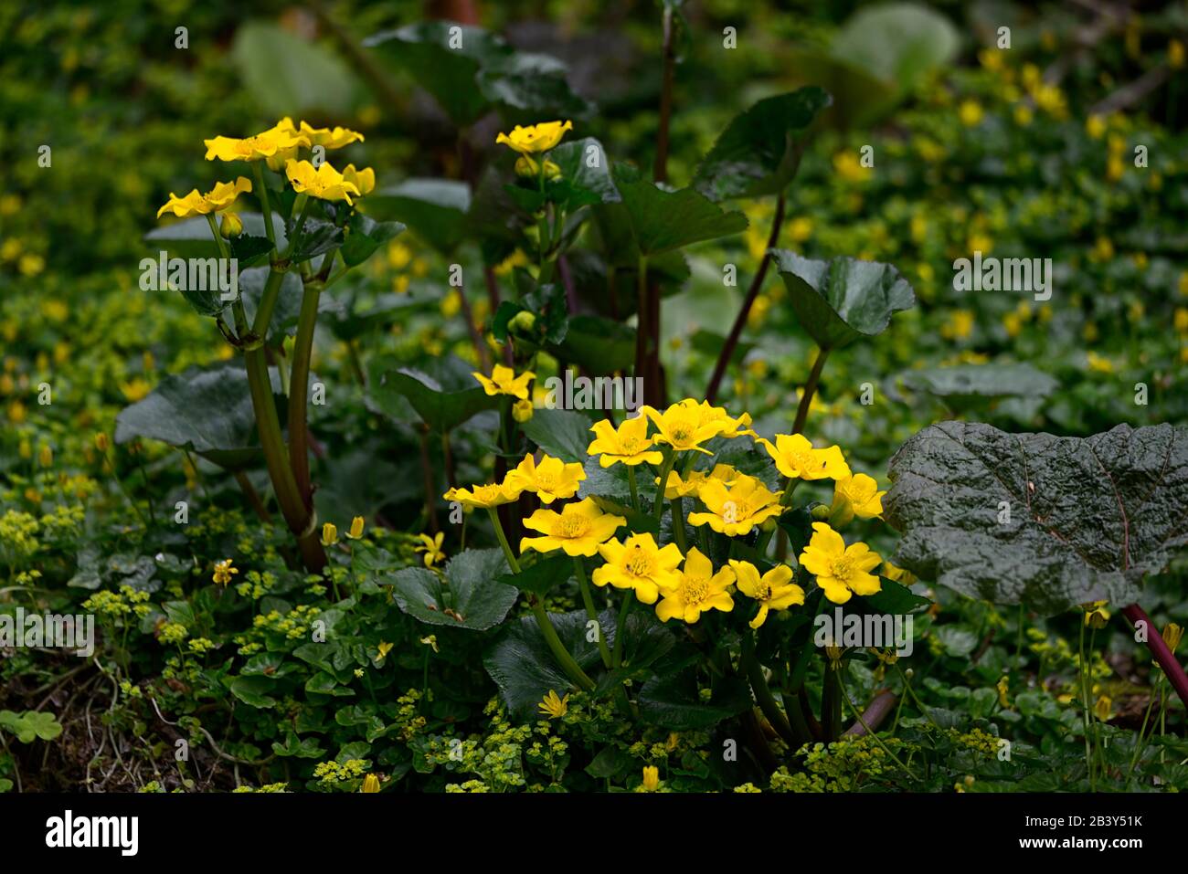 Marshy pond hi-res stock photography and images - Alamy