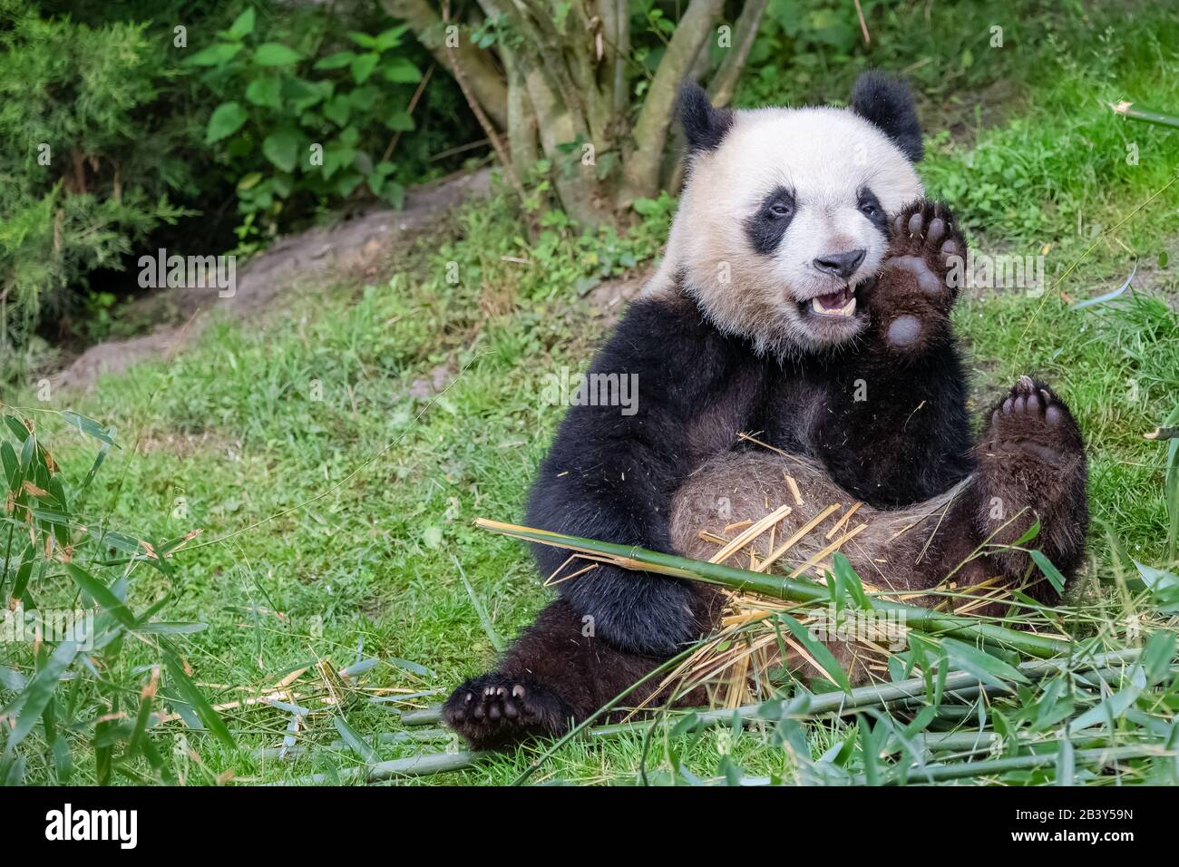 Panda eating stick hi-res stock photography and images - Alamy