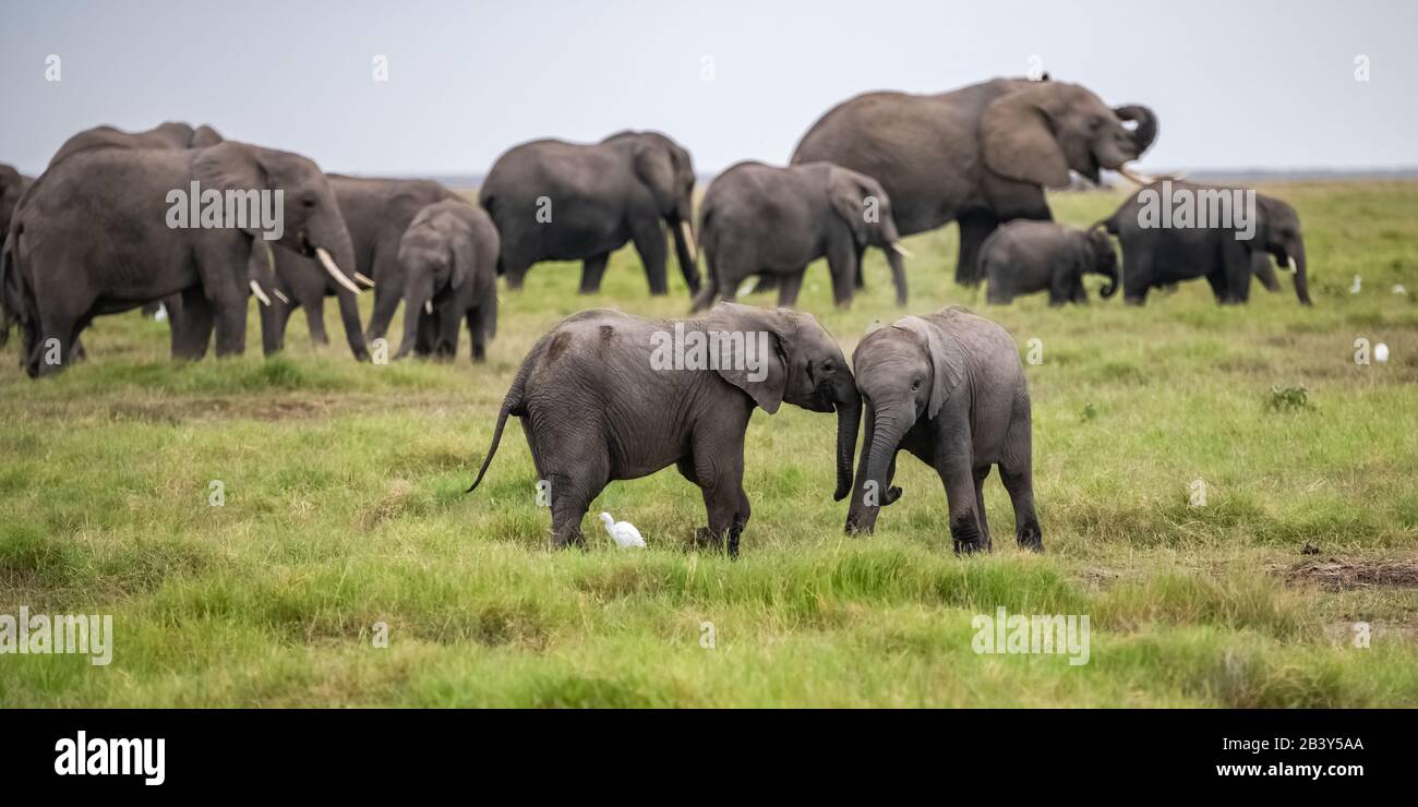 Two young elephants playing together in Africa, cute animals in the ...