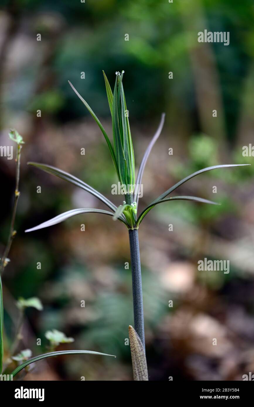 polygonatum verticillatum,new growth,spring,leaves,foliage,fresh,wood ...