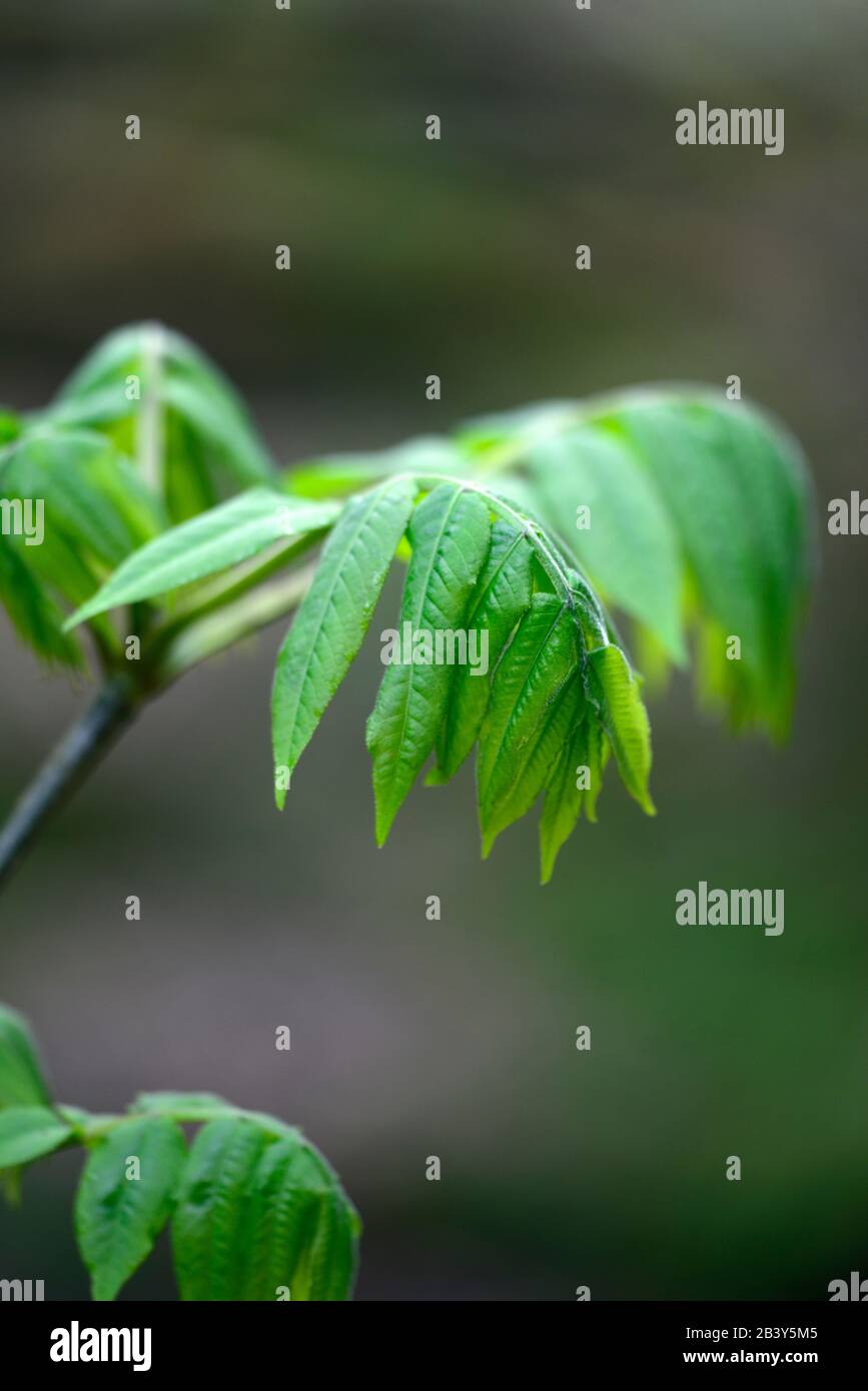 Pterocarya macroptera var insignis,new leaves,new foliage,spring growth ...