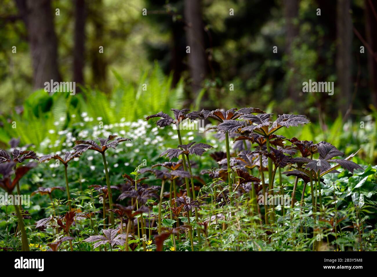 Rodgersia podophylla Rotlaub,copper,bronze,leaves,foliage,leaf,shade ...