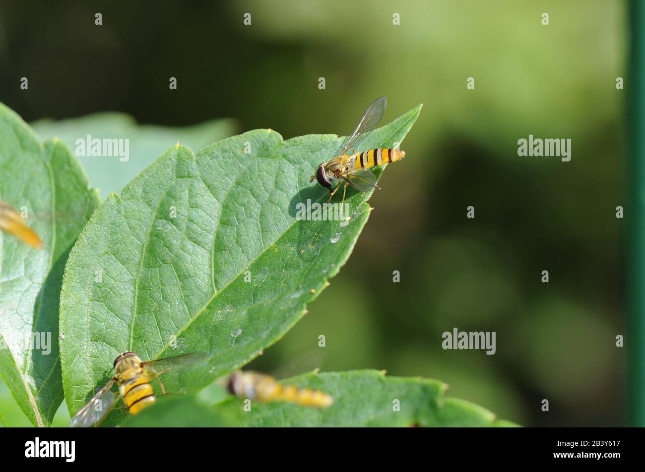 Insects on green leaf Stock Photo - Alamy
