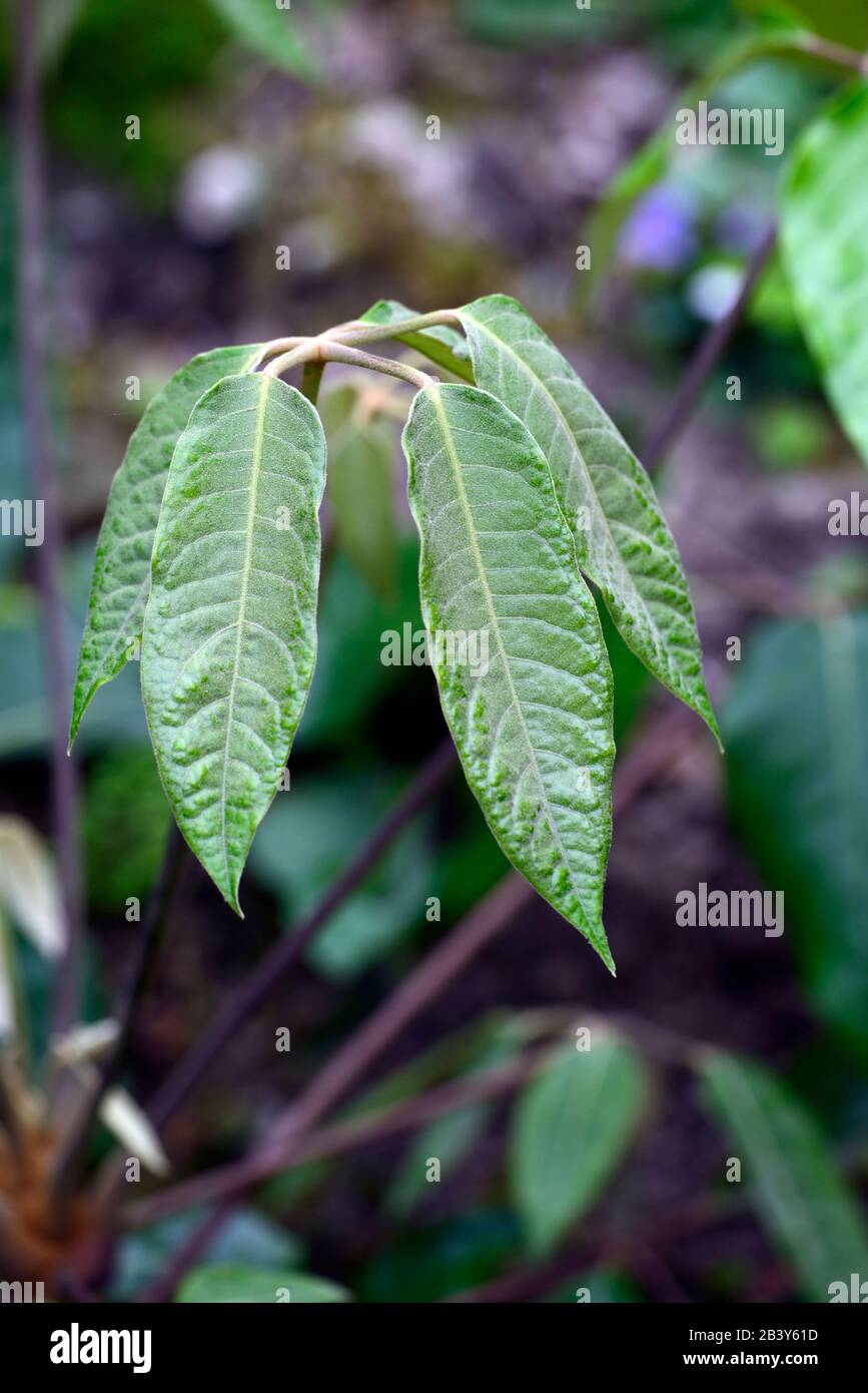 Schefflera rhododendrifolia,new growth,leaves,foliage,scheffleras,wood ...