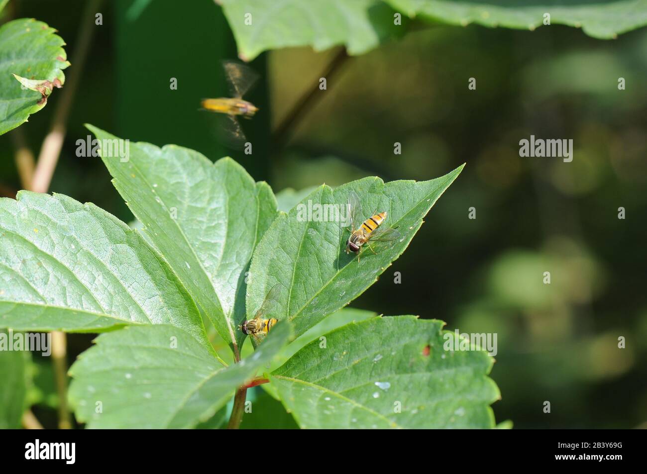 Green fauna hi-res stock photography and images - Alamy
