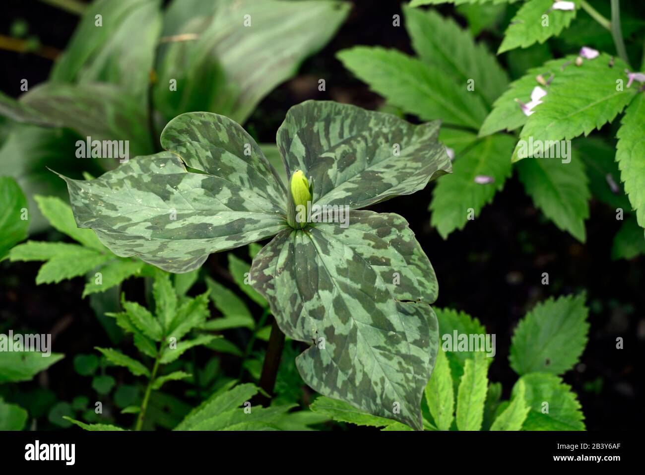 Unopened trillium flower hi-res stock photography and images - Alamy